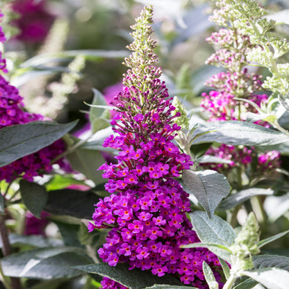 Buddleia 'Buzz Hot Raspberry' | Butterfly Bush – Gardeners Dream