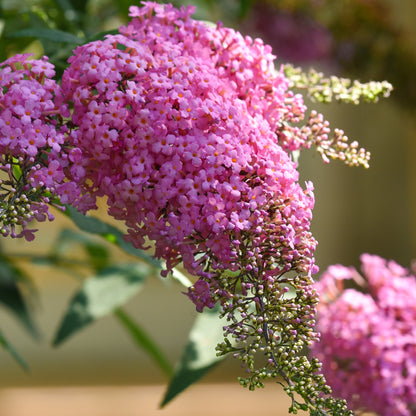 Buddleia 'Pink Cascade' | Butterfly Bush – Gardeners Dream