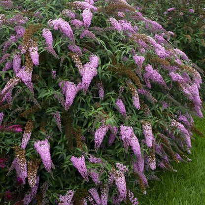 Buddleia 'Pink Cascade' | Butterfly Bush – Gardeners Dream