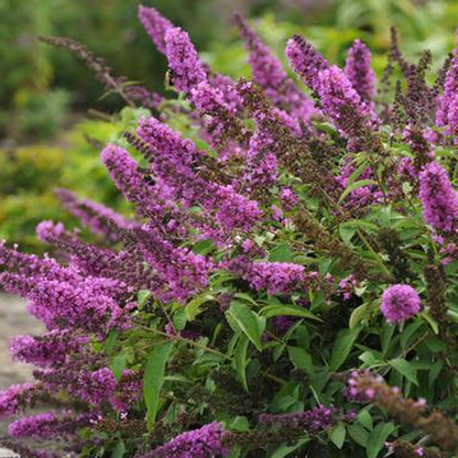 Buddleia 'Butterfly Tower' | Butterfly Bush – Gardeners Dream