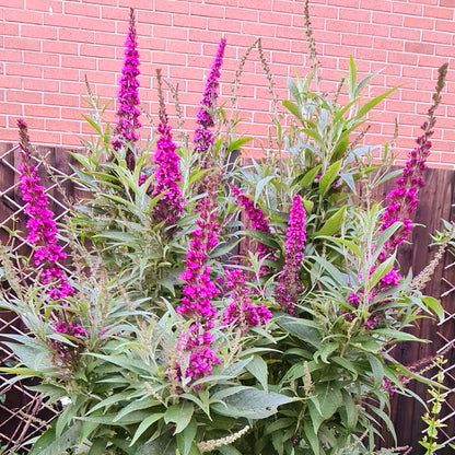 Buddleia 'Butterfly Tower' | Butterfly Bush – Gardeners Dream