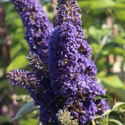 Buddleia 'Adonis Blue' | Butterfly Bush – Gardeners Dream