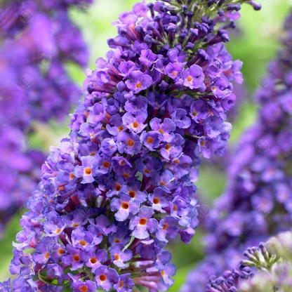 Buddleia 'Empire Blue' | Butterfly Bush – Gardeners Dream