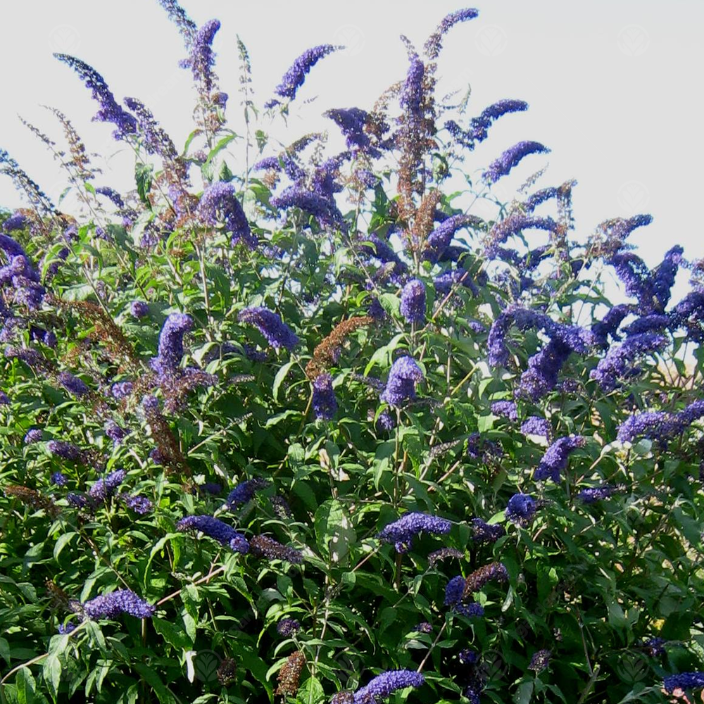 Buddleia 'Empire Blue' | Butterfly Bush – Gardeners Dream