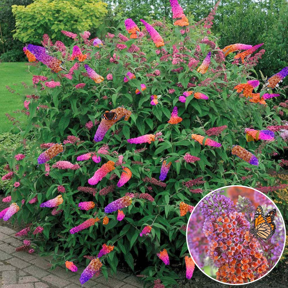 Buddleia | Butterfly Bushes UK | Gardeners Dream