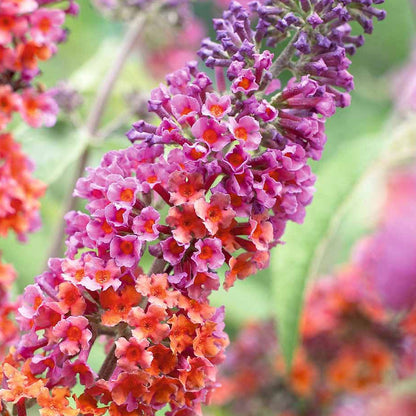 Buddleia 'Flower Power' | Butterfly Bush – Gardeners Dream
