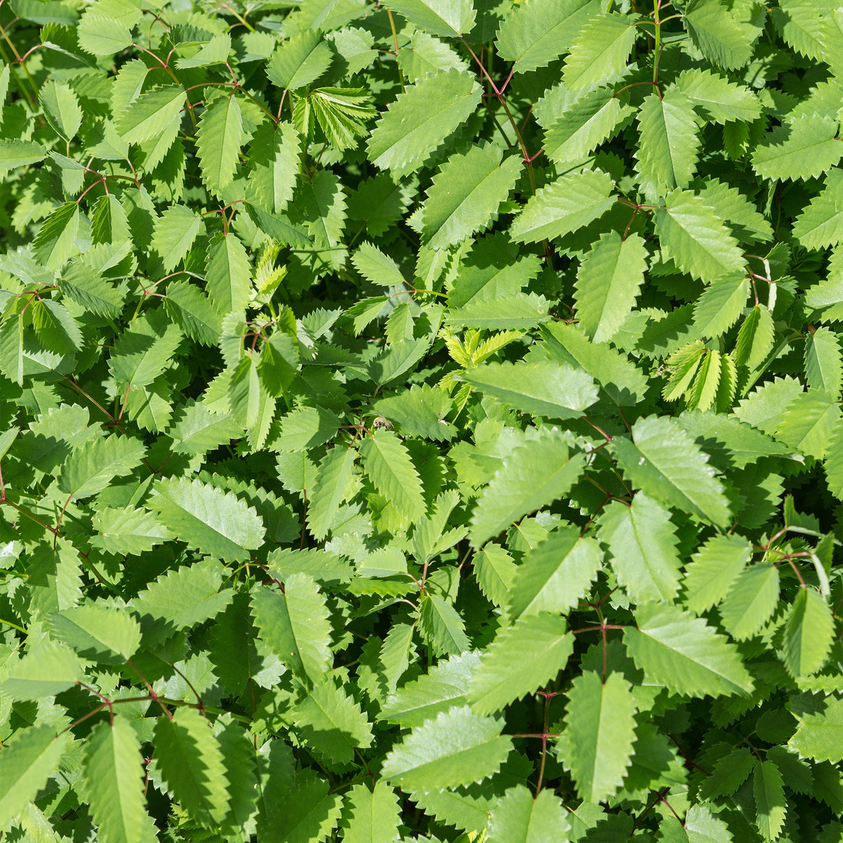 Salad Burnet | Salad Burnet – Gardeners Dream