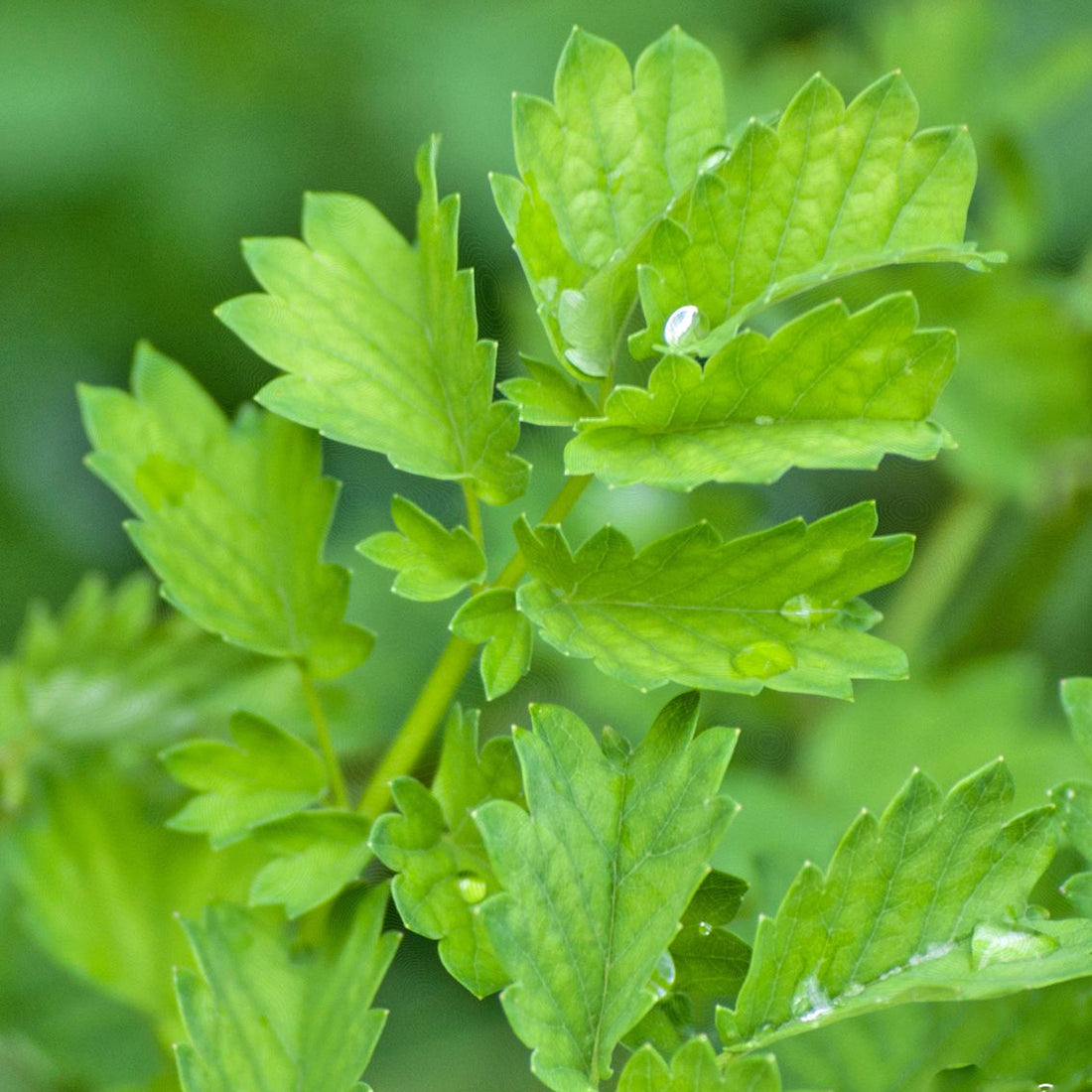 Salad Burnet | Salad Burnet – Gardeners Dream