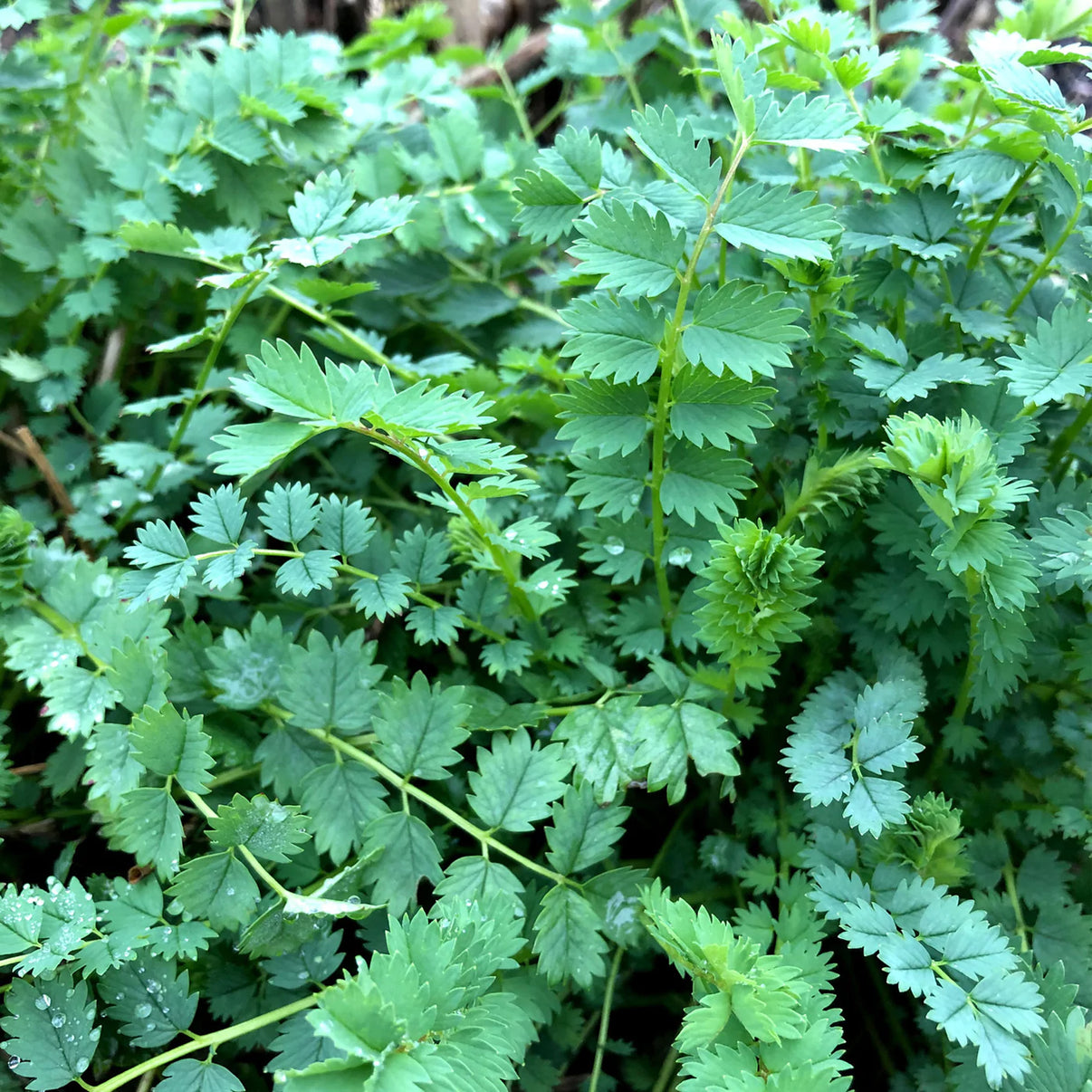 Salad Burnet | Salad Burnet – Gardeners Dream