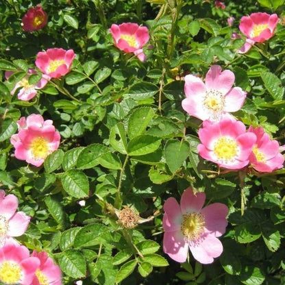 Dog Rose Bare Root Hedge | Dog Berry – Gardeners Dream