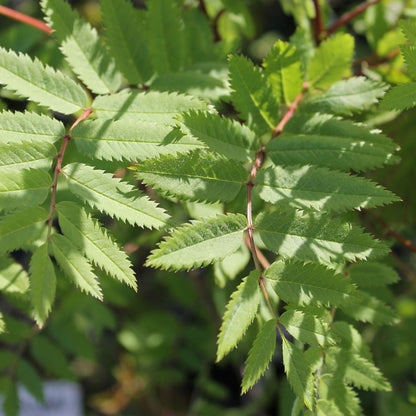 Mountain Ash Rowan Bare Root Hedge | Rowan – Gardeners Dream