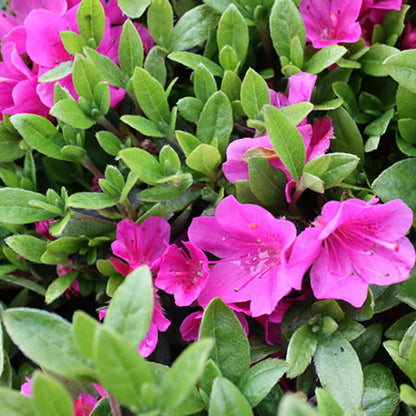 Azalea 'Geisha Pink' | Dwarf Azalea – Gardeners Dream