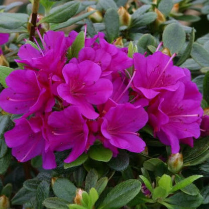 Azalea 'Geisha Purple' | Dwarf Azalea – Gardeners Dream