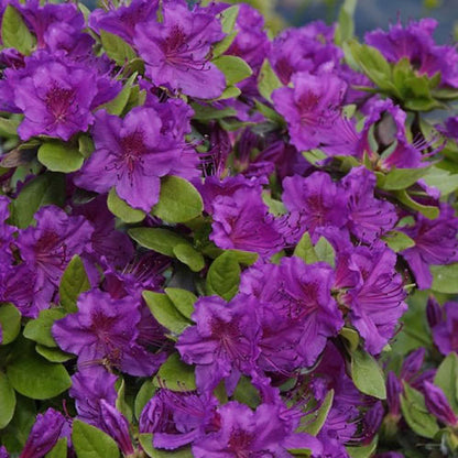 Azalea 'Geisha Purple' | Dwarf Azalea – Gardeners Dream