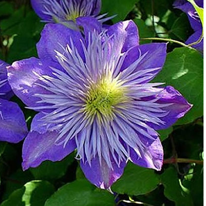 Clematis 'Blue' | Clematis – Gardeners Dream