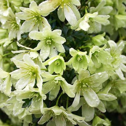 Clematis 'Pixie' | Large-Flowered Clematis – Gardeners Dream