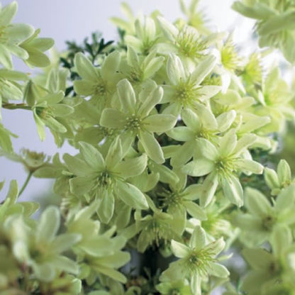 Clematis 'Pixie' | Large-Flowered Clematis – Gardeners Dream