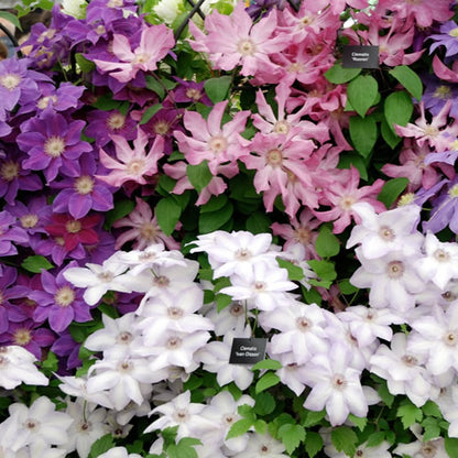 Clematis Mix | Clematis – Gardeners Dream