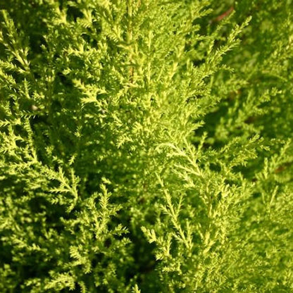 Cupressus 'Wilma' | Monterey Cypress – Gardeners Dream