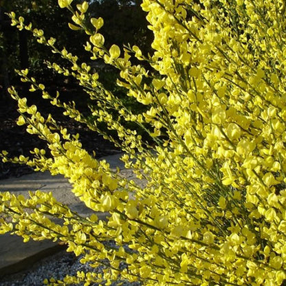 Cytisus 'Allgold' | Broom Plant – Gardeners Dream