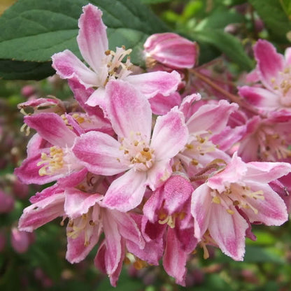 Deutzia 'Magicien' | Magician Deutzia – Gardeners Dream