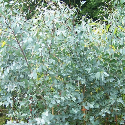 Eucalyptus gunnii | Cider Gum Tree – Gardeners Dream