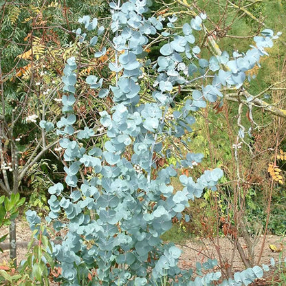 Eucalyptus gunnii | Cider Gum Tree – Gardeners Dream