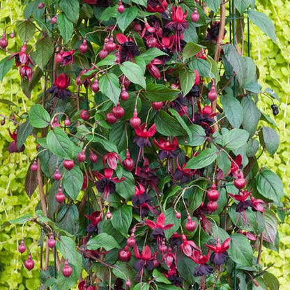 Fuchsia 'Lady in Black' | Lady's Teardrops – Gardeners Dream