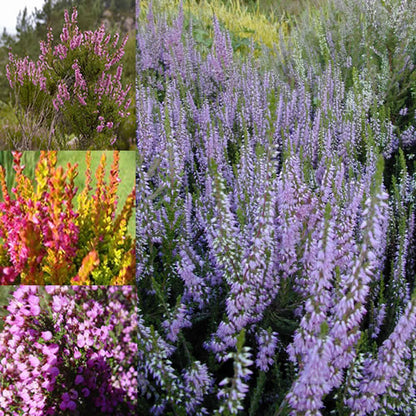 Heather Mix | Common Heather – Gardeners Dream