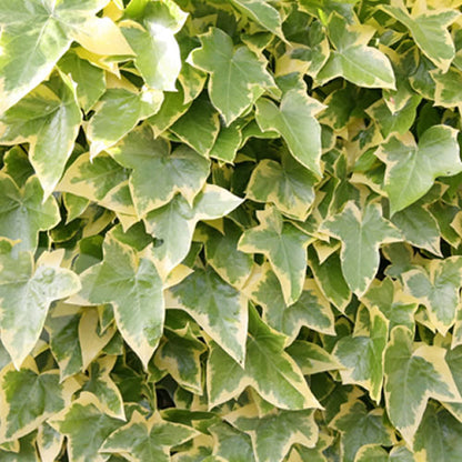 Hedera 'Gold-Edged' | Common Ivy – Gardeners Dream