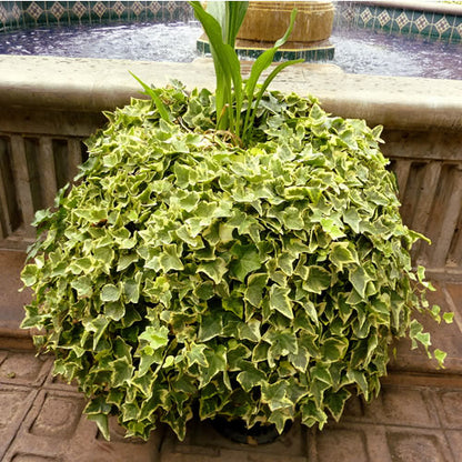 Hedera 'Gold-Edged' | Common Ivy – Gardeners Dream