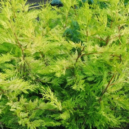 Leylandii 'Castlewellan Gold' Hedge | Gold Leyland Cypress – Gardeners ...