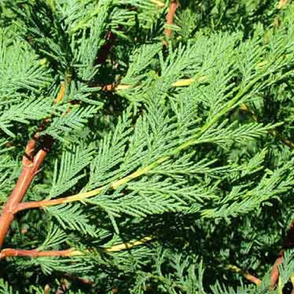 Leylandii Hedge | Leyland Cypress – Gardeners Dream