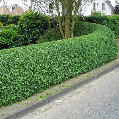 Green Privet Hedge | Common Privet – Gardeners Dream