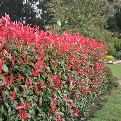 Red Robin Hedge | Christmas Berry – Gardeners Dream