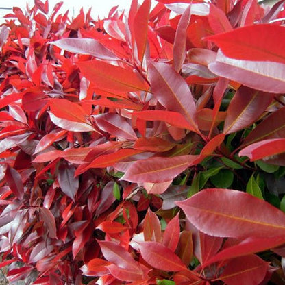 Red Robin Hedge | Christmas Berry – Gardeners Dream