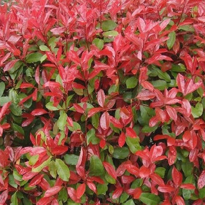 Red Robin Hedge | Christmas Berry – Gardeners Dream