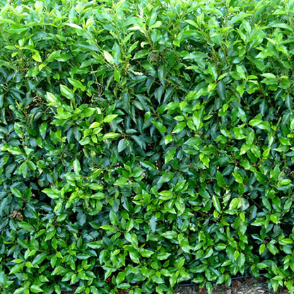 Portuguese Laurel Hedge | Cherry Bay – Gardeners Dream