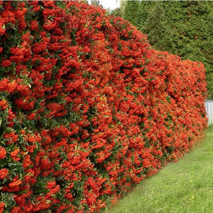 Red Firethorn Hedge | Firethorn – Gardeners Dream