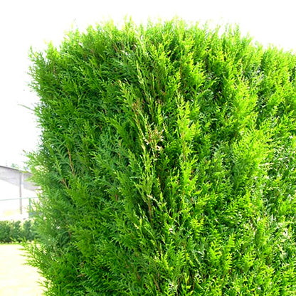 Western Red Cedar Hedge | Western Red Cedar – Gardeners Dream