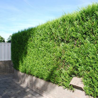 Western Red Cedar Hedge | Western Red Cedar – Gardeners Dream