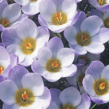 Crocus biflorus 'Blue Pearl' | Early Crocus – Gardeners Dream