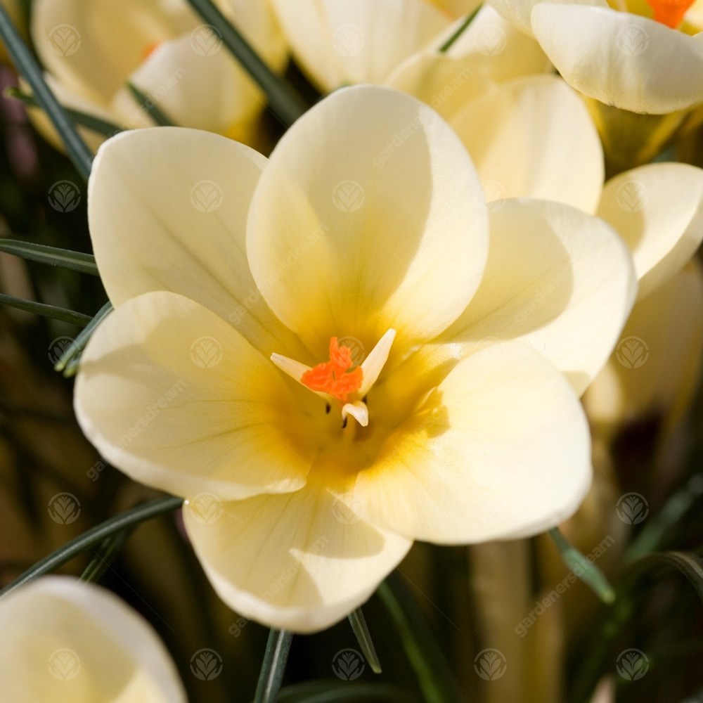 Crocus chrysanthus 'Cream Beauty' | Species Crocus – Gardeners Dream