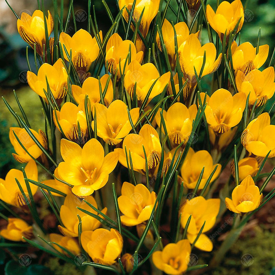 Crocus Bulbs | Purple, Yellow & White Crocuses | Gardeners Dream
