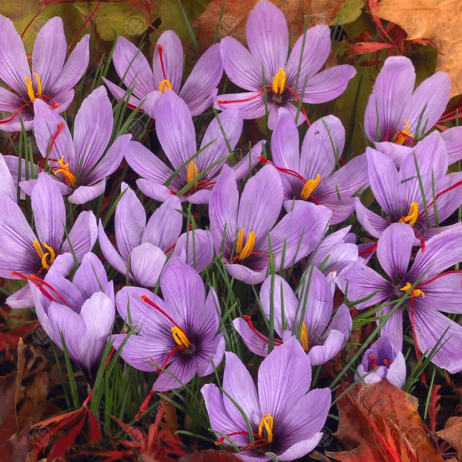 Crocus Bulbs | Purple, Yellow & White Crocuses | Gardeners Dream