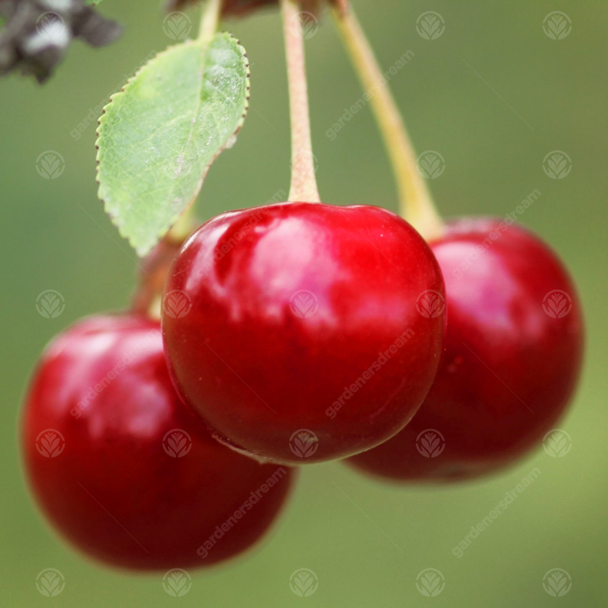 Cherry 'Summer Sun' | Cherry Tree – Gardeners Dream