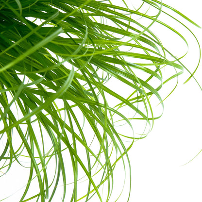Cyperus 'Zumula' | Cat Grass – Gardeners Dream