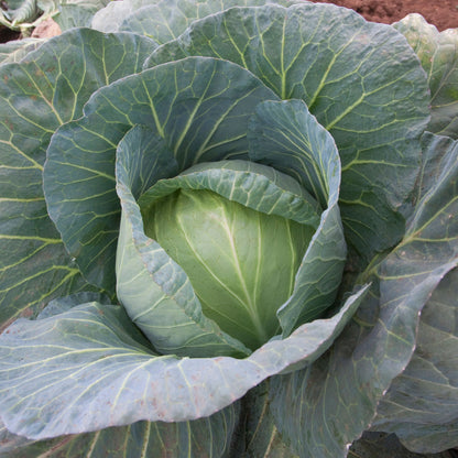Round Cabbage Carry Pack | Cabbage – Gardeners Dream