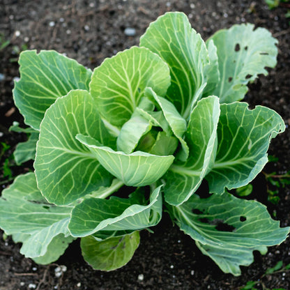 Round Cabbage Carry Pack | Cabbage – Gardeners Dream