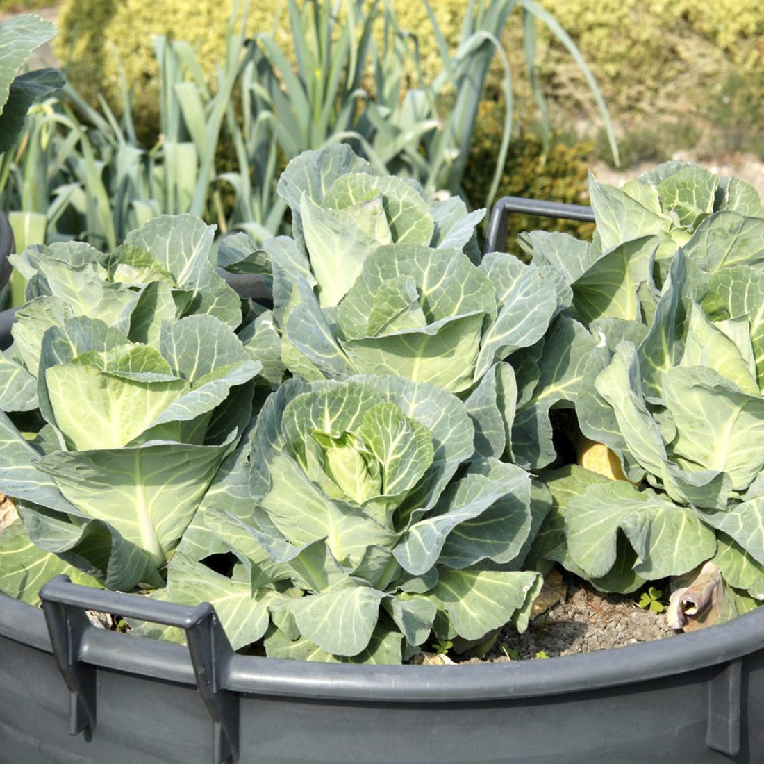 Round Cabbage Carry Pack | Cabbage – Gardeners Dream